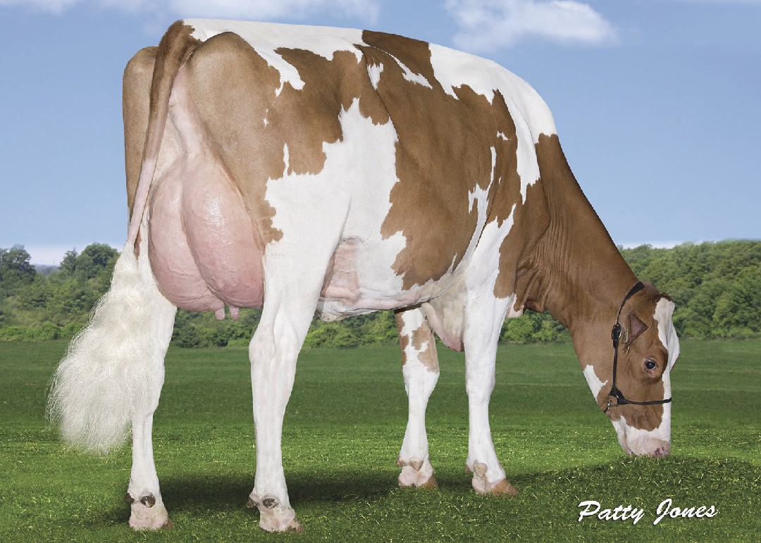 Red Holstein Bull